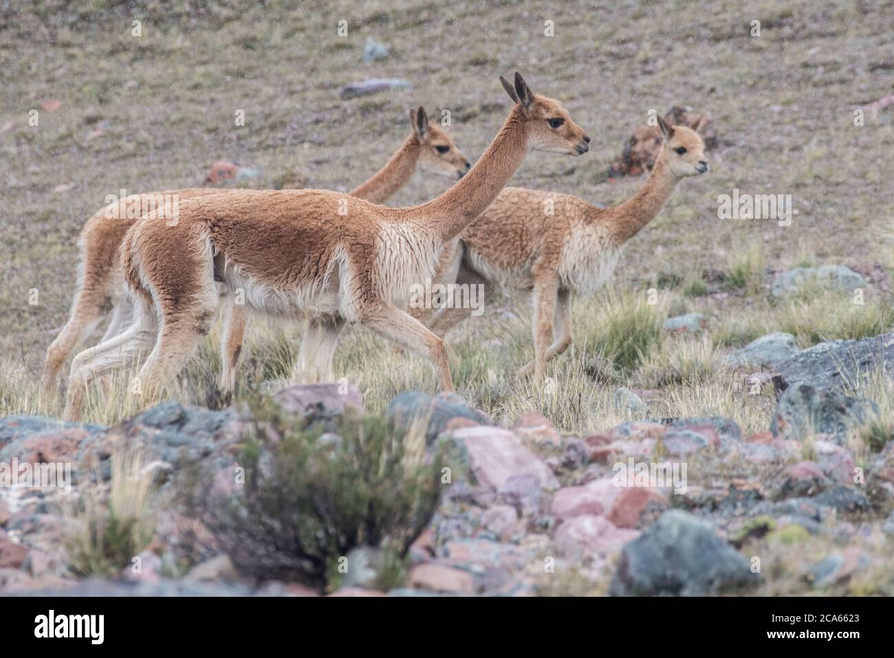 A herd of wild vicuna (Vicugna vicugna) high in the Andes Mountains ...