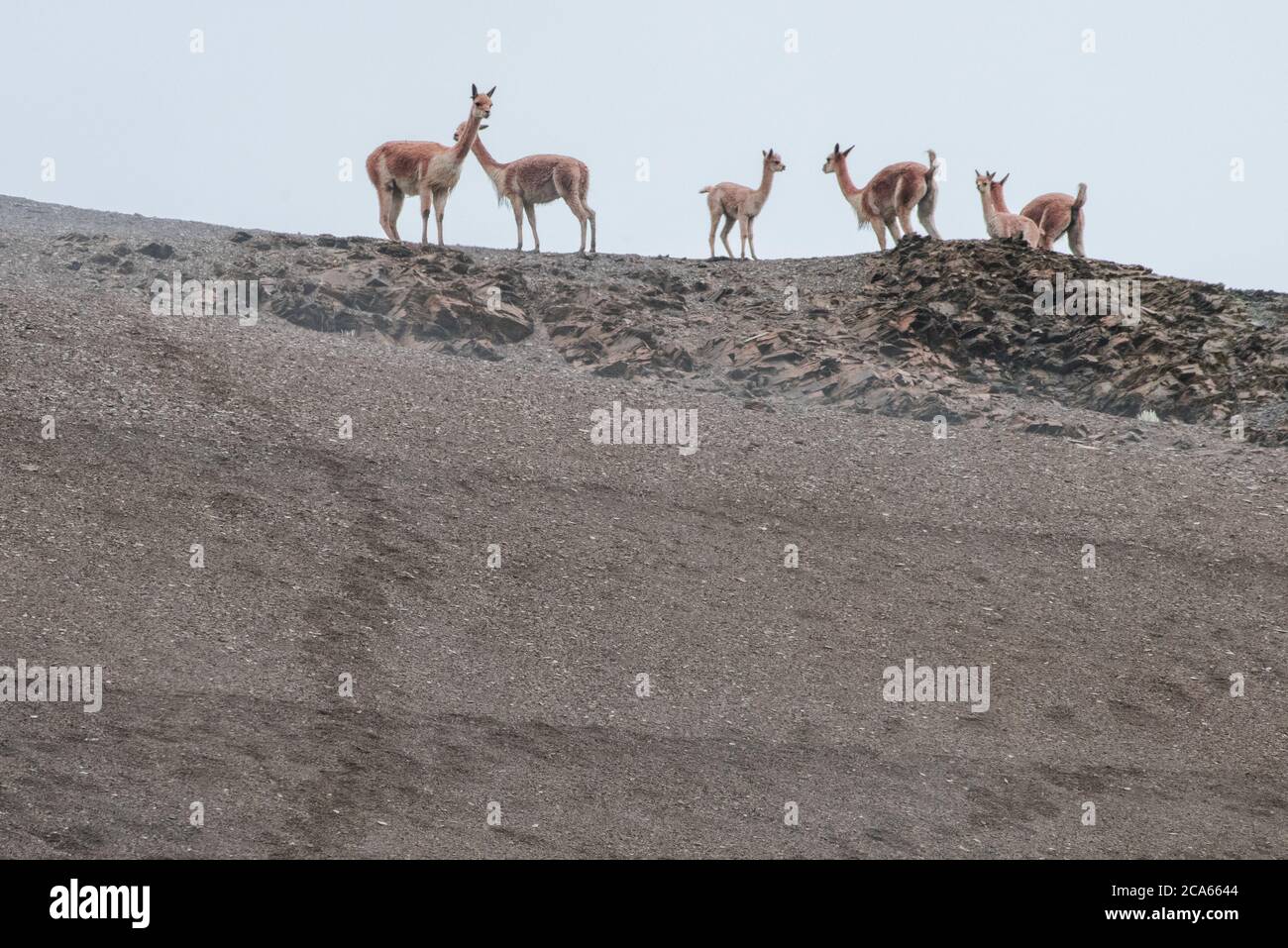 A herd of wild vicuna (Vicugna vicugna) high in the Andes Mountains ...