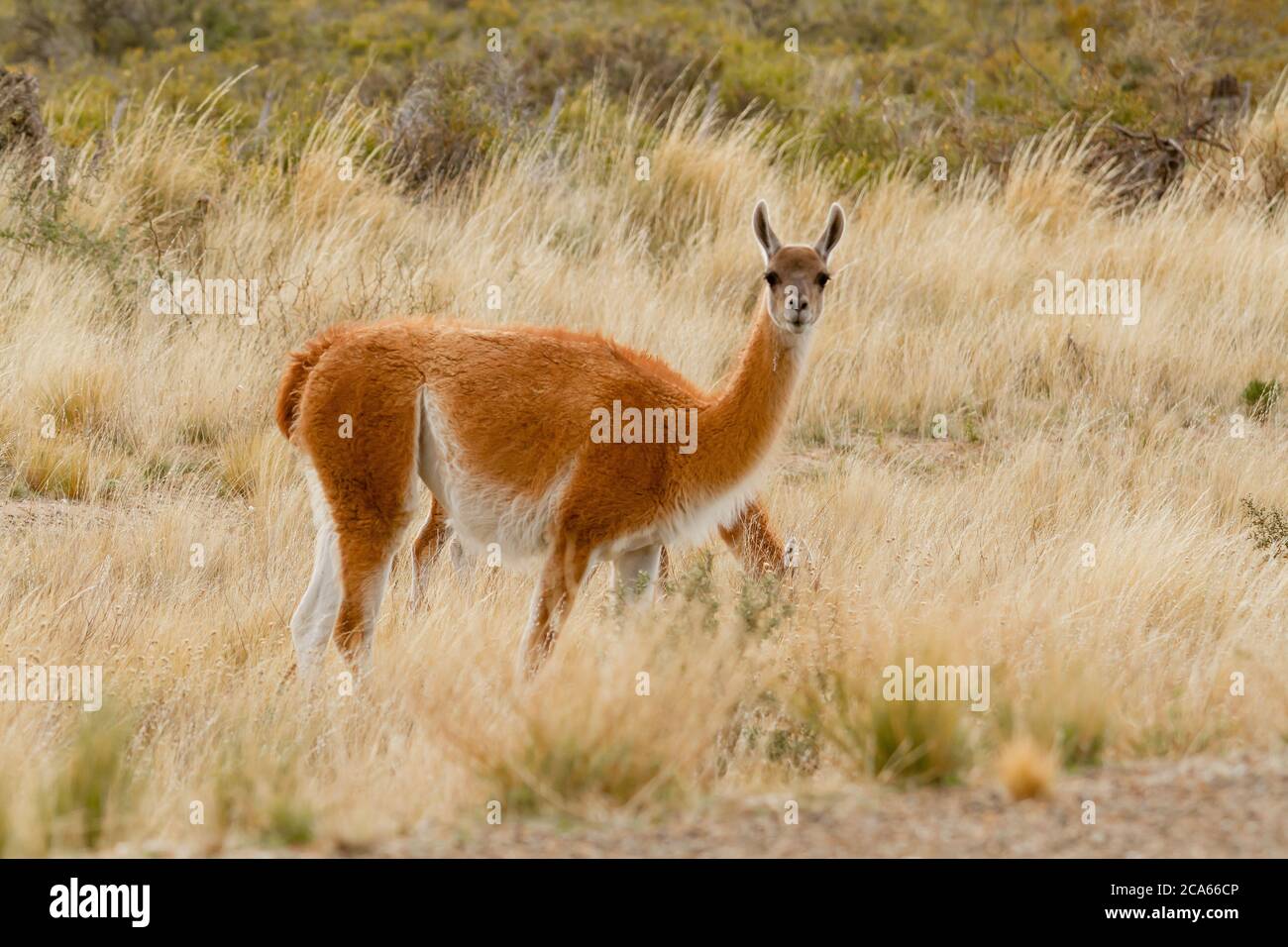 Guanaco in Peninsula Valdes in Patagonia, Argentina. Guanaco is a ...