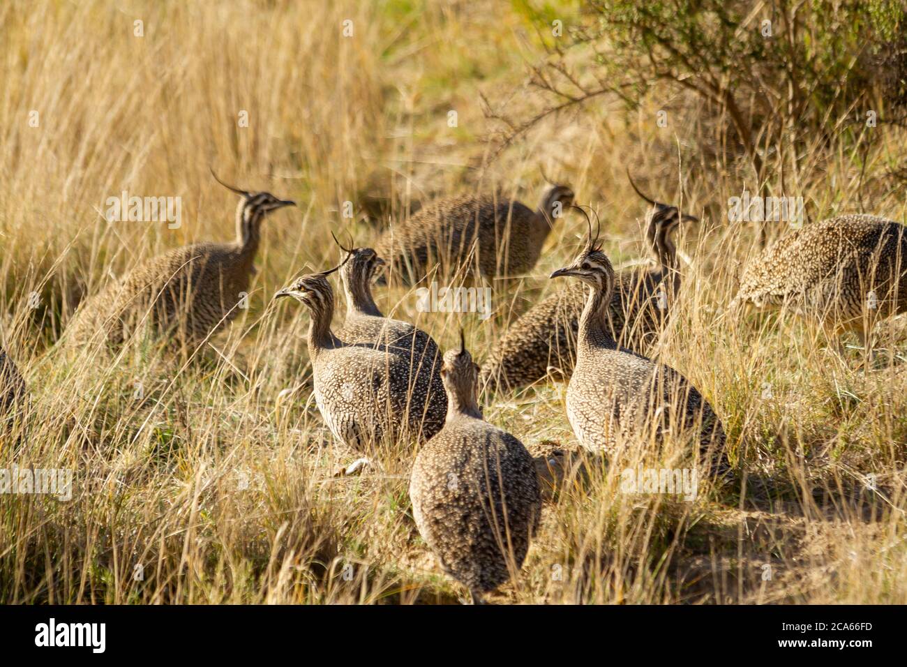 Elegant Crested Tinamou in Patagonia Stock Photo - Alamy