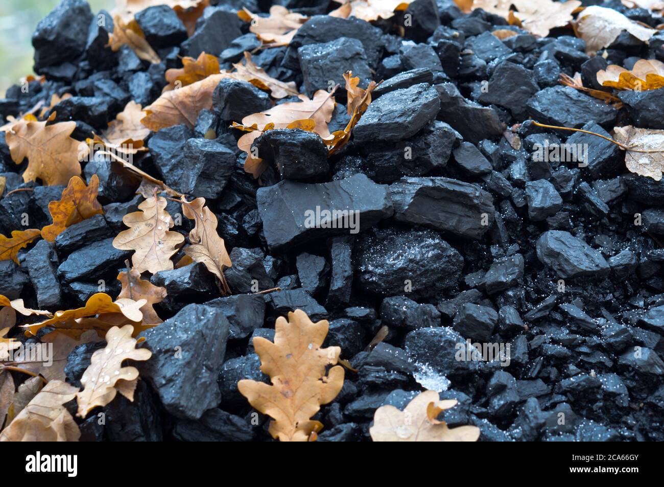 yellow leaves fallen from the trees on a pile of coal, black coal Stock ...