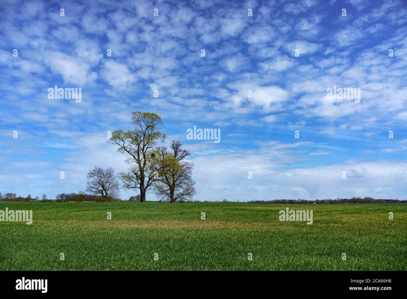 spring field landscapes, landscape field tree, three trees in a field ...