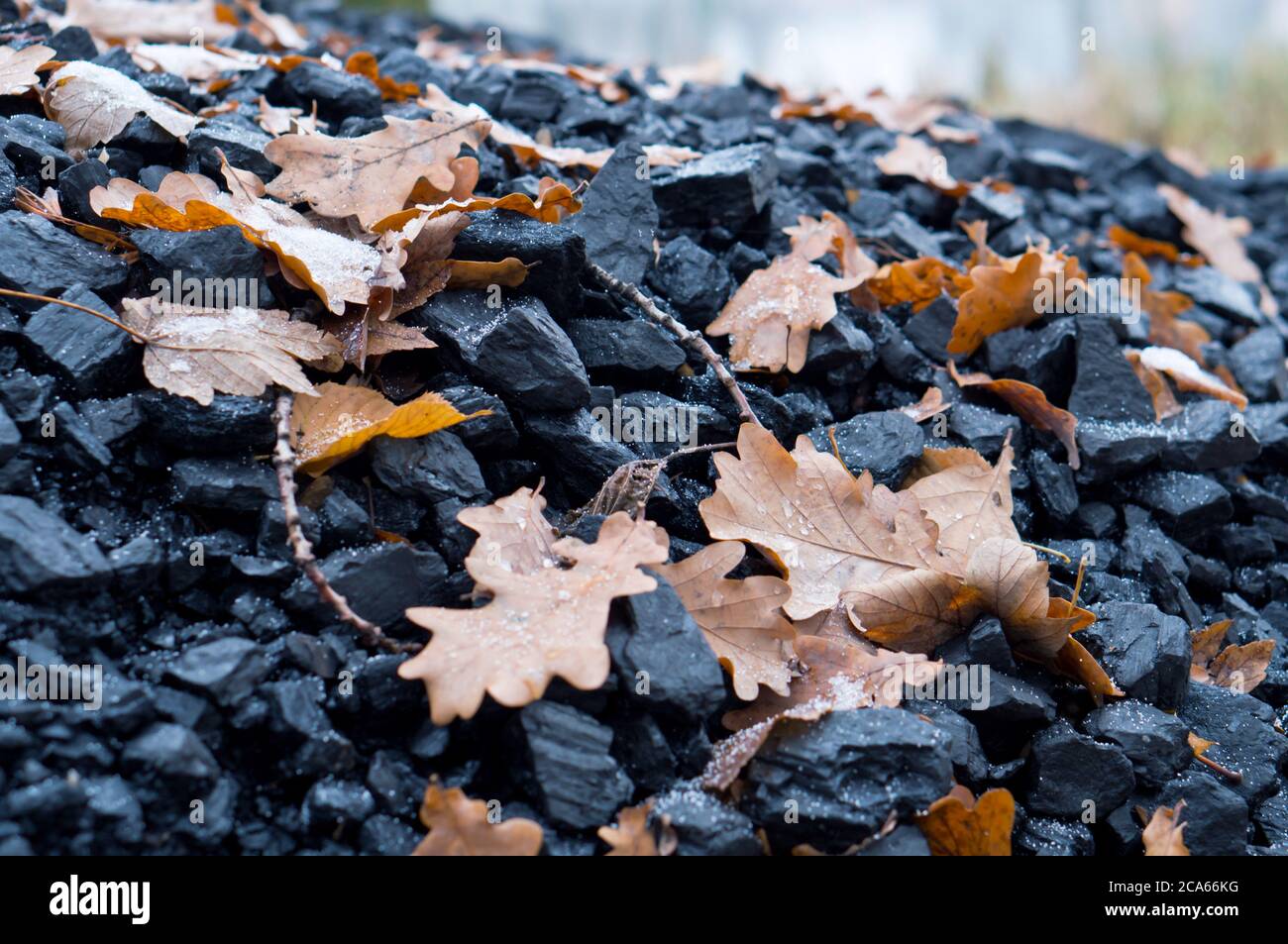 Coal with leaf fossil hi-res stock photography and images - Alamy