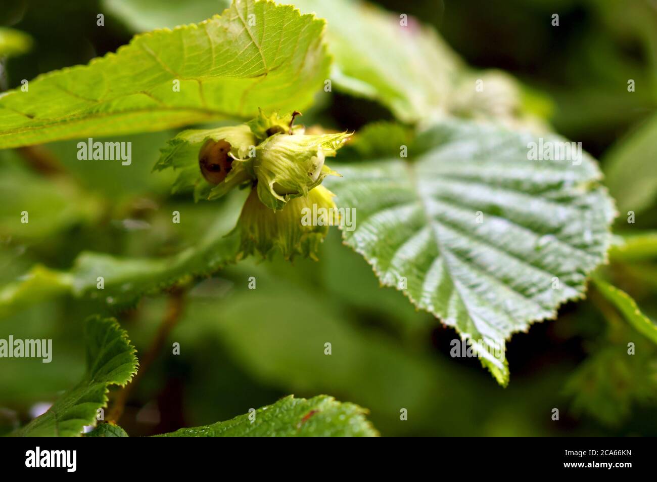 hazelnut hazel tree, the fruits of hazel Stock Photo - Alamy
