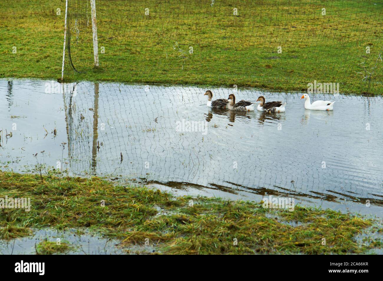 the ducks in the village swim in a pool, ducks on the flooded football ...