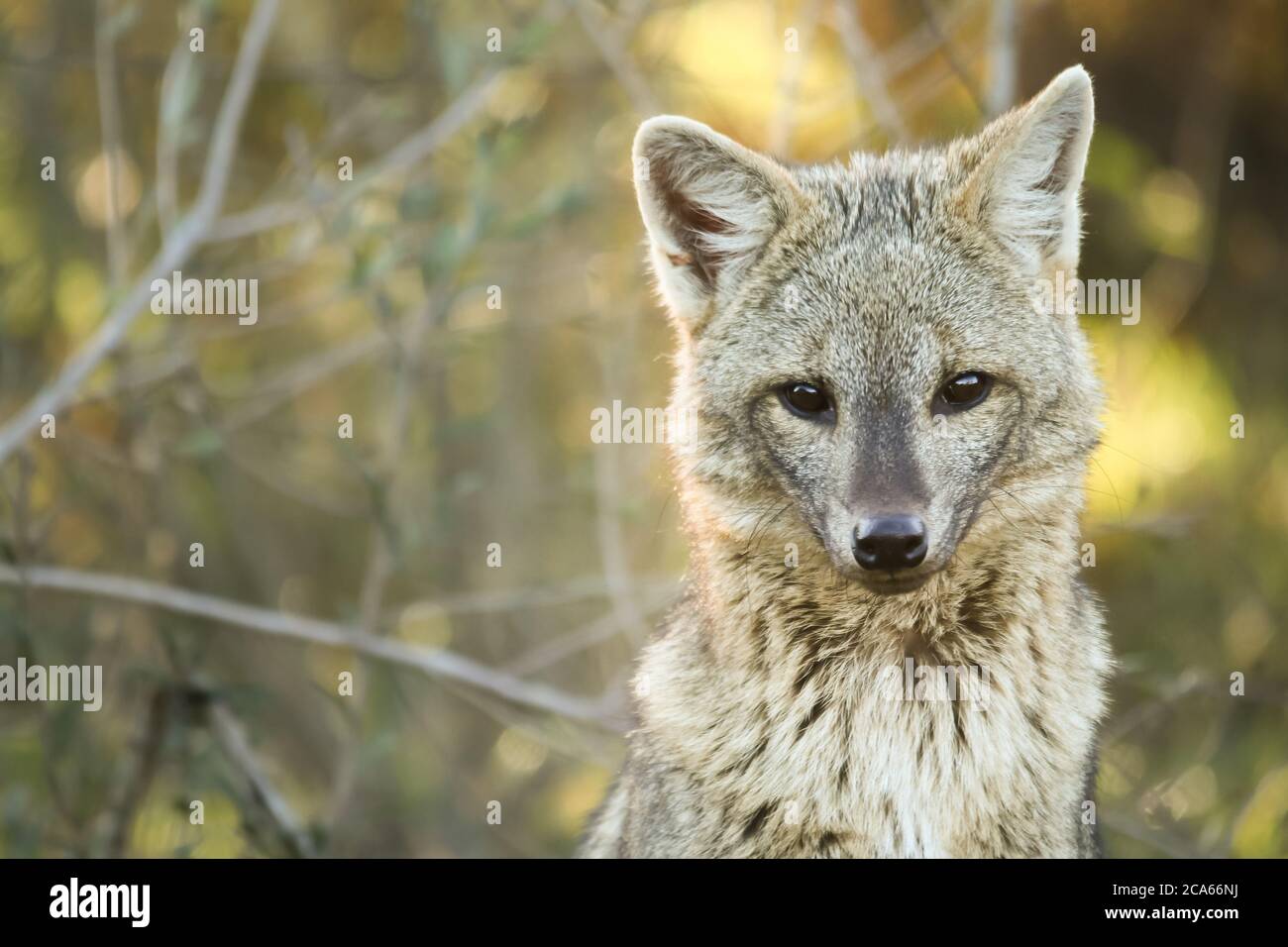 Patagonian grey fox hi-res stock photography and images - Alamy