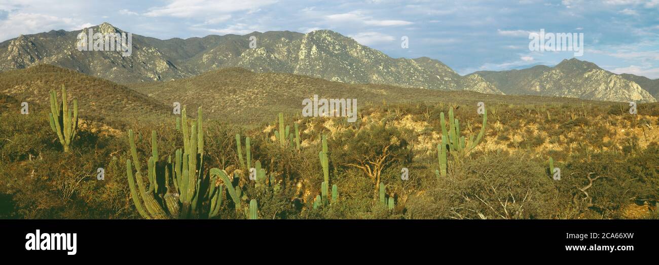 Forest at autumn, Sierra La Gata Mountain range, El Cardonal, Baja ...