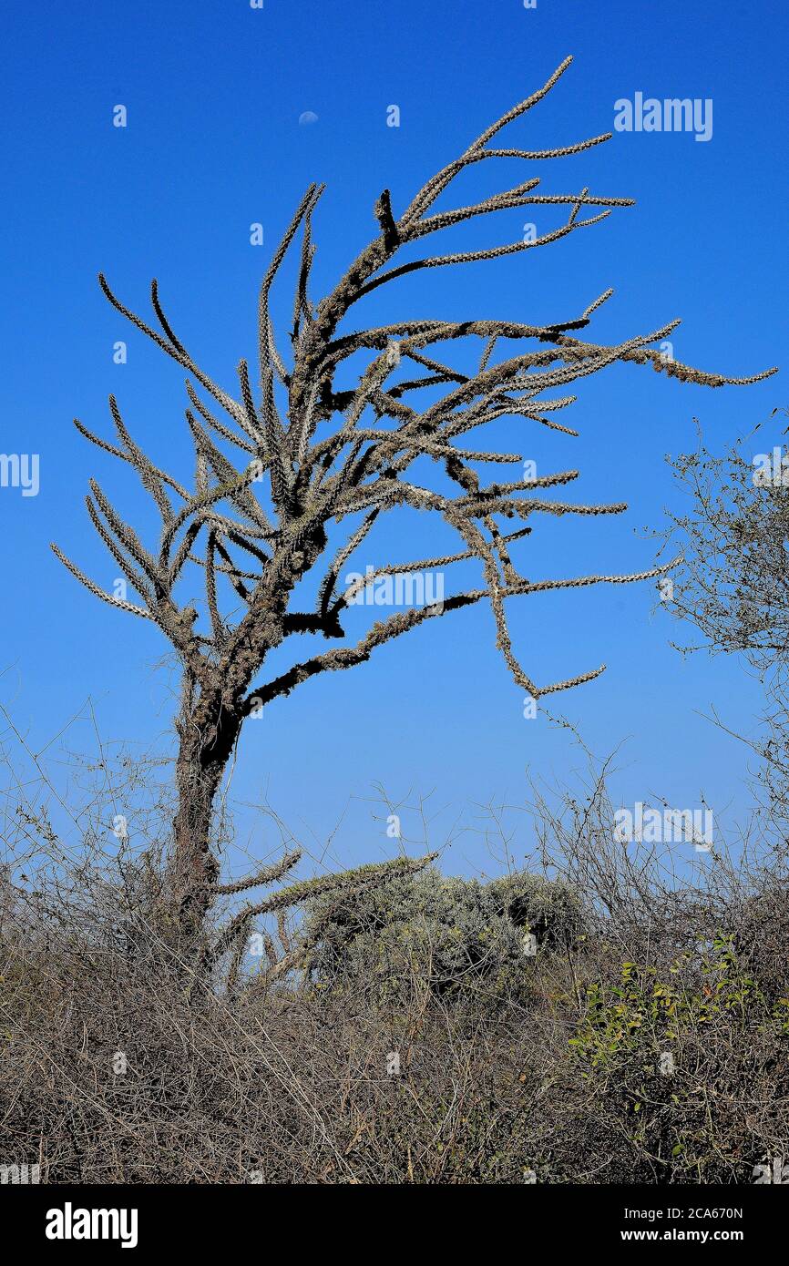 Octopus tree madagascar hi-res stock photography and images - Alamy