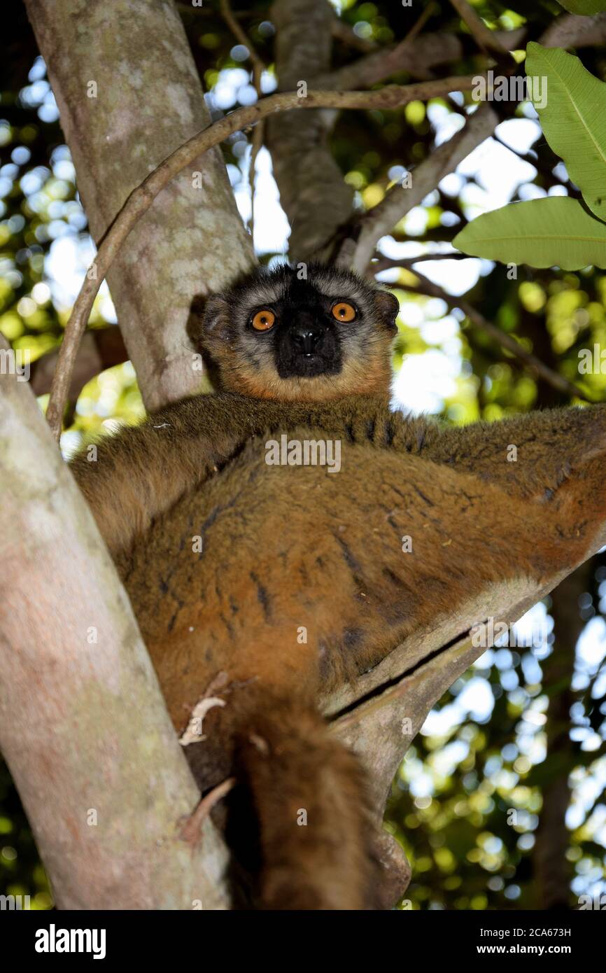 Lemur in the tree hi-res stock photography and images - Alamy