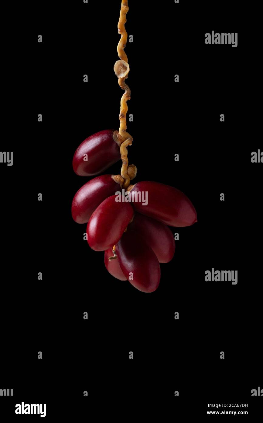 Close up date palm tree dates hi-res stock photography and images - Alamy