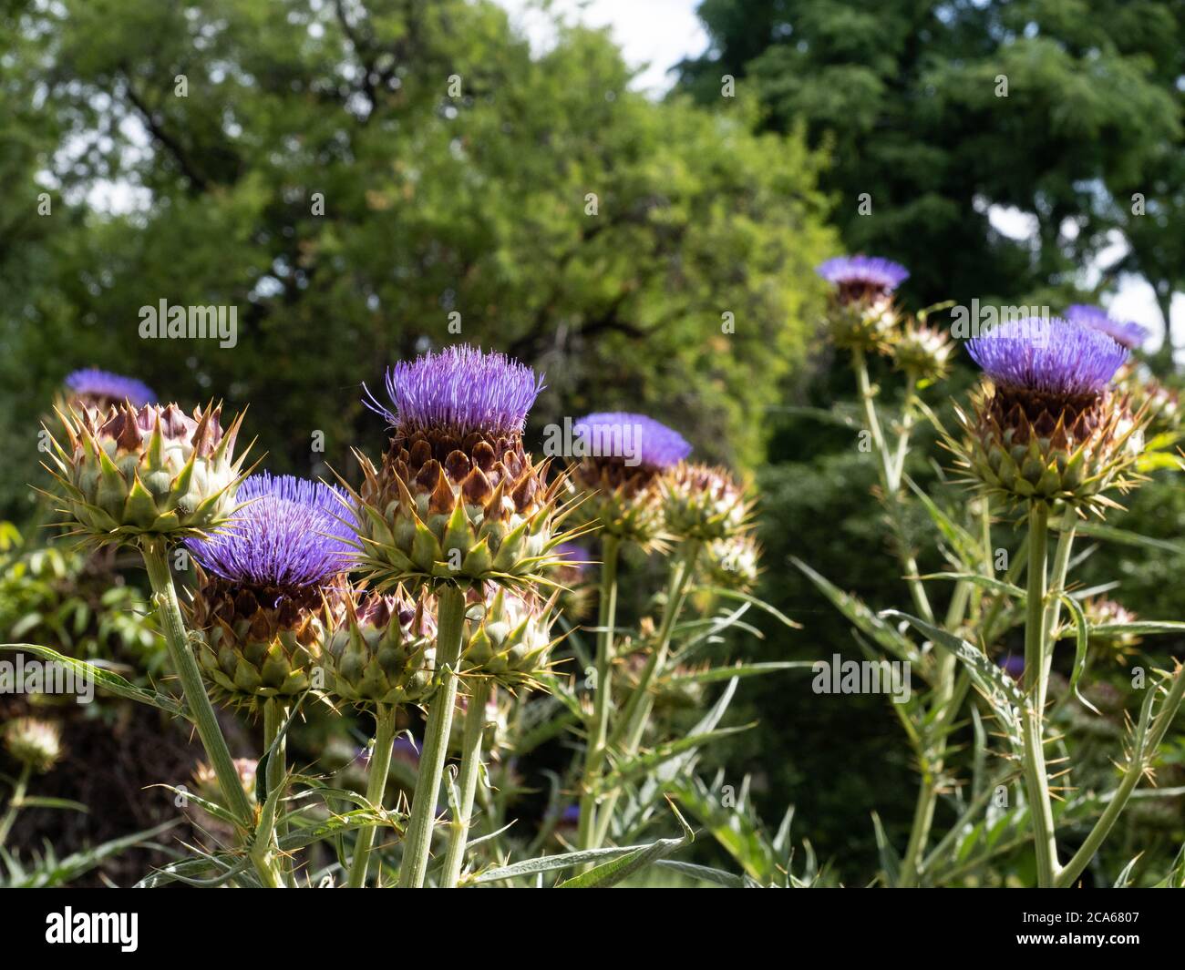 Cultivated cardoon (Cynara Cardunculus) in bloom Stock Photo - Alamy