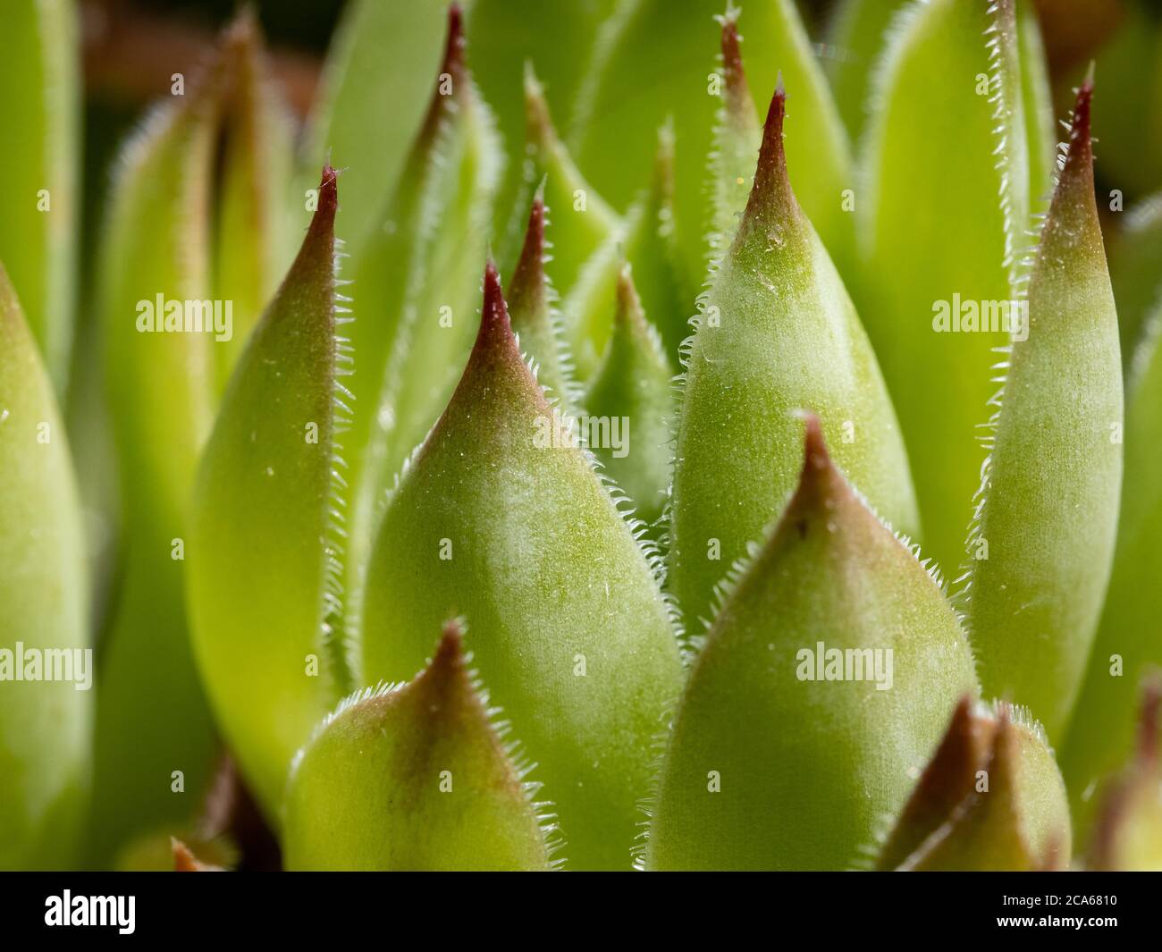 A macro image of the leaves of a succulent plants of Sempervivum genus ...