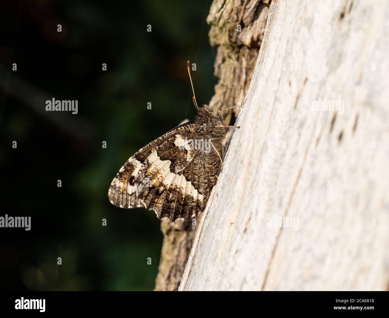 Lateral view of a striped grayling butterfly (Hipparchia fidia) on an ...