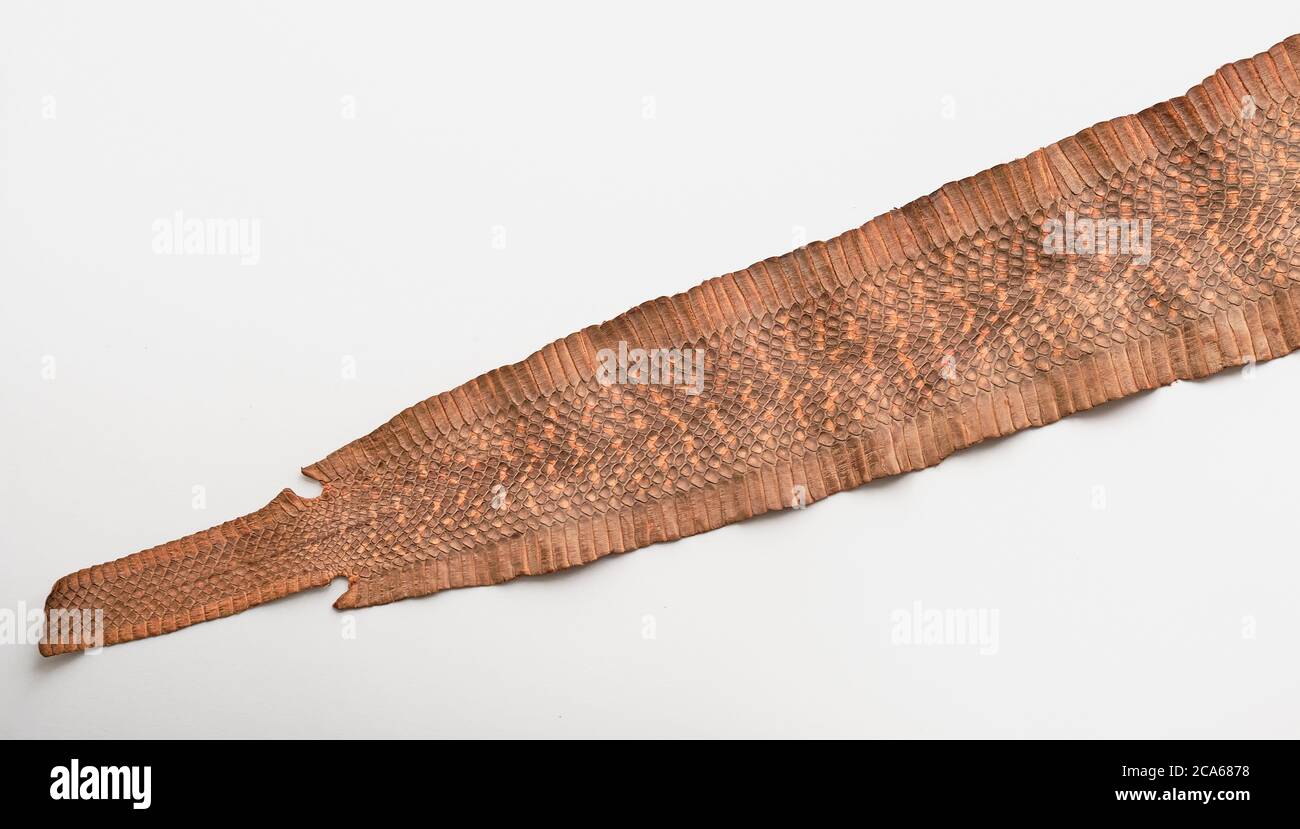 The skin of the tail of the snake on white background Stock Photo - Alamy