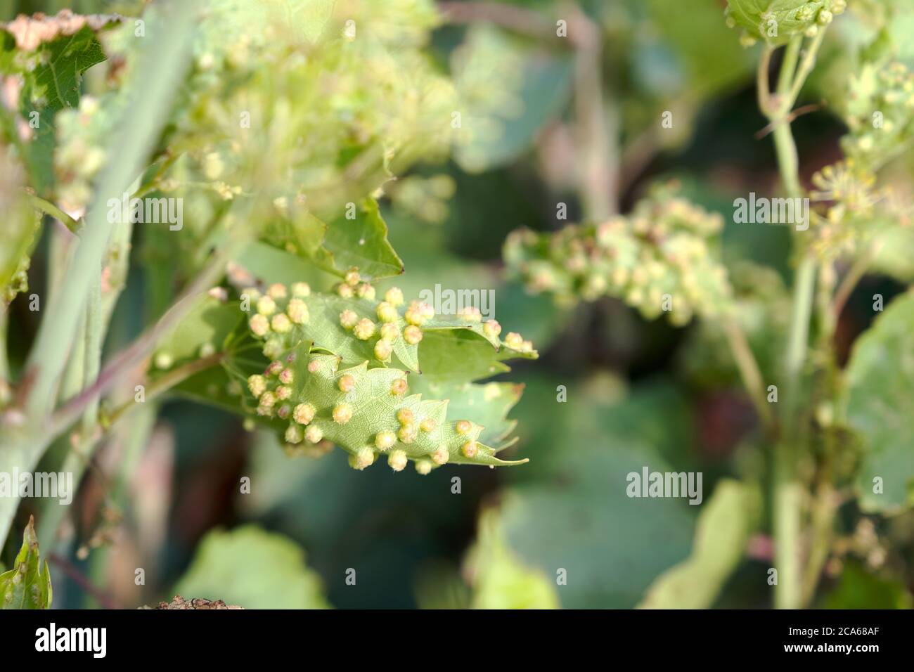 Phylloxera hi-res stock photography and images - Alamy
