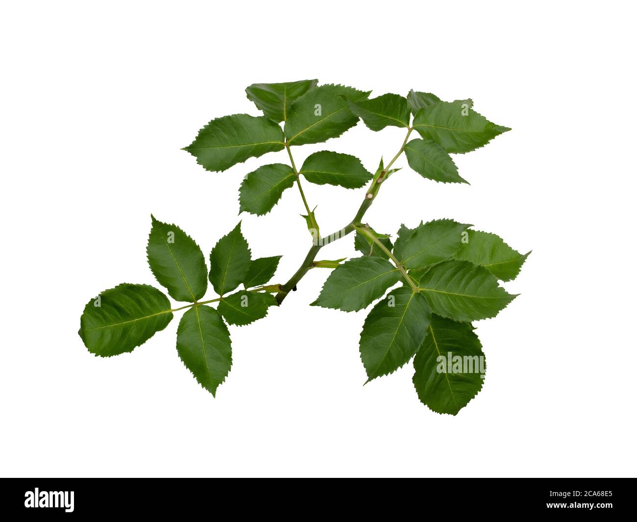 Green rose leaves isolated on white Stock Photo - Alamy