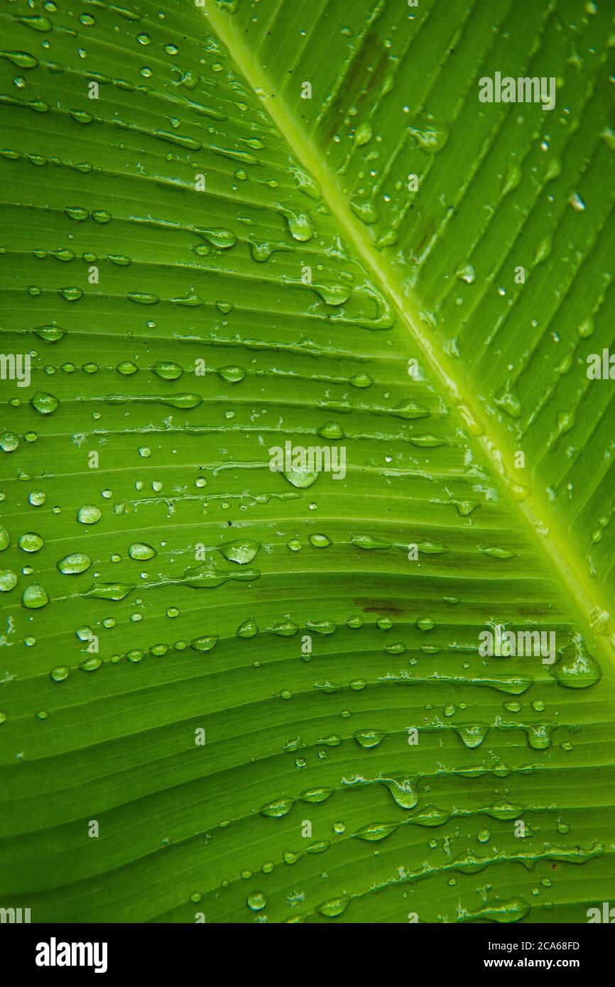 Leaf in Amazon Basin, Ecuador Stock Photo - Alamy