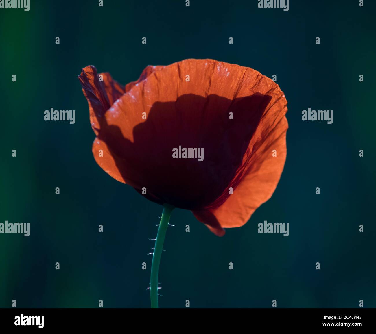 detail of a red weed growing in a field Stock Photo - Alamy