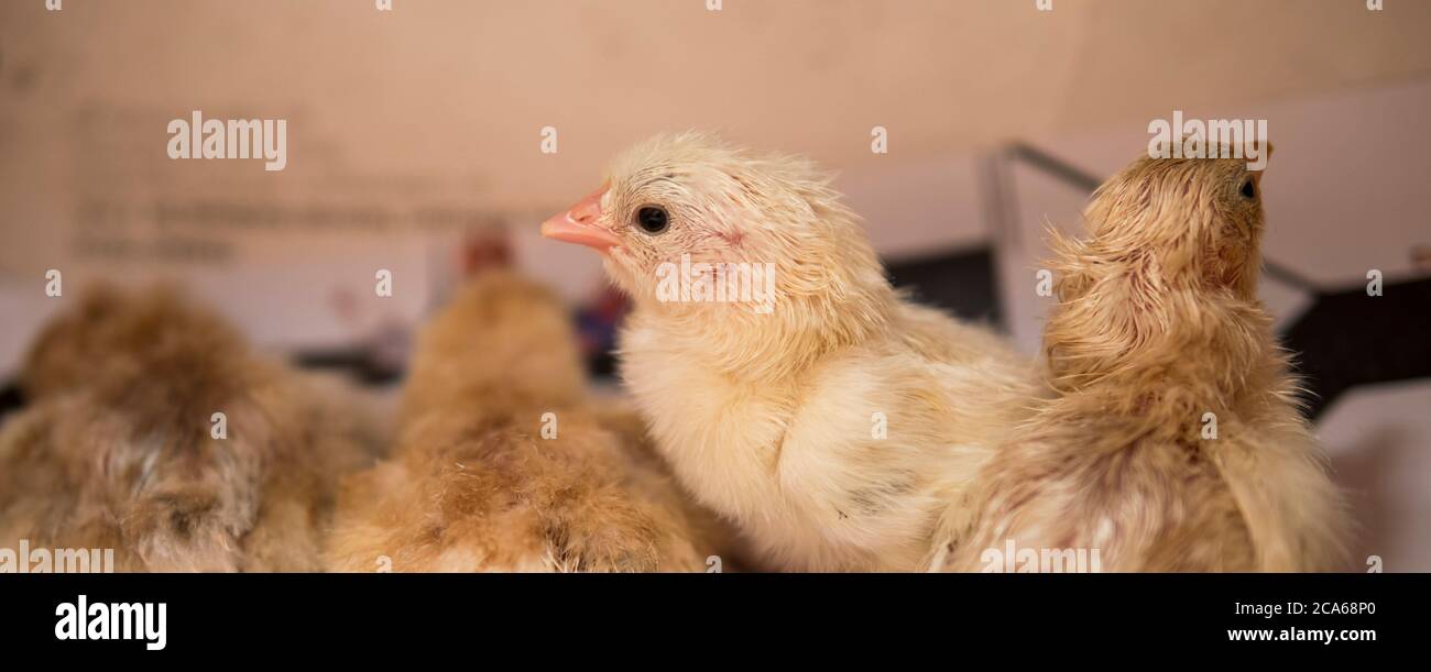 Born chicken hi-res stock photography and images - Alamy