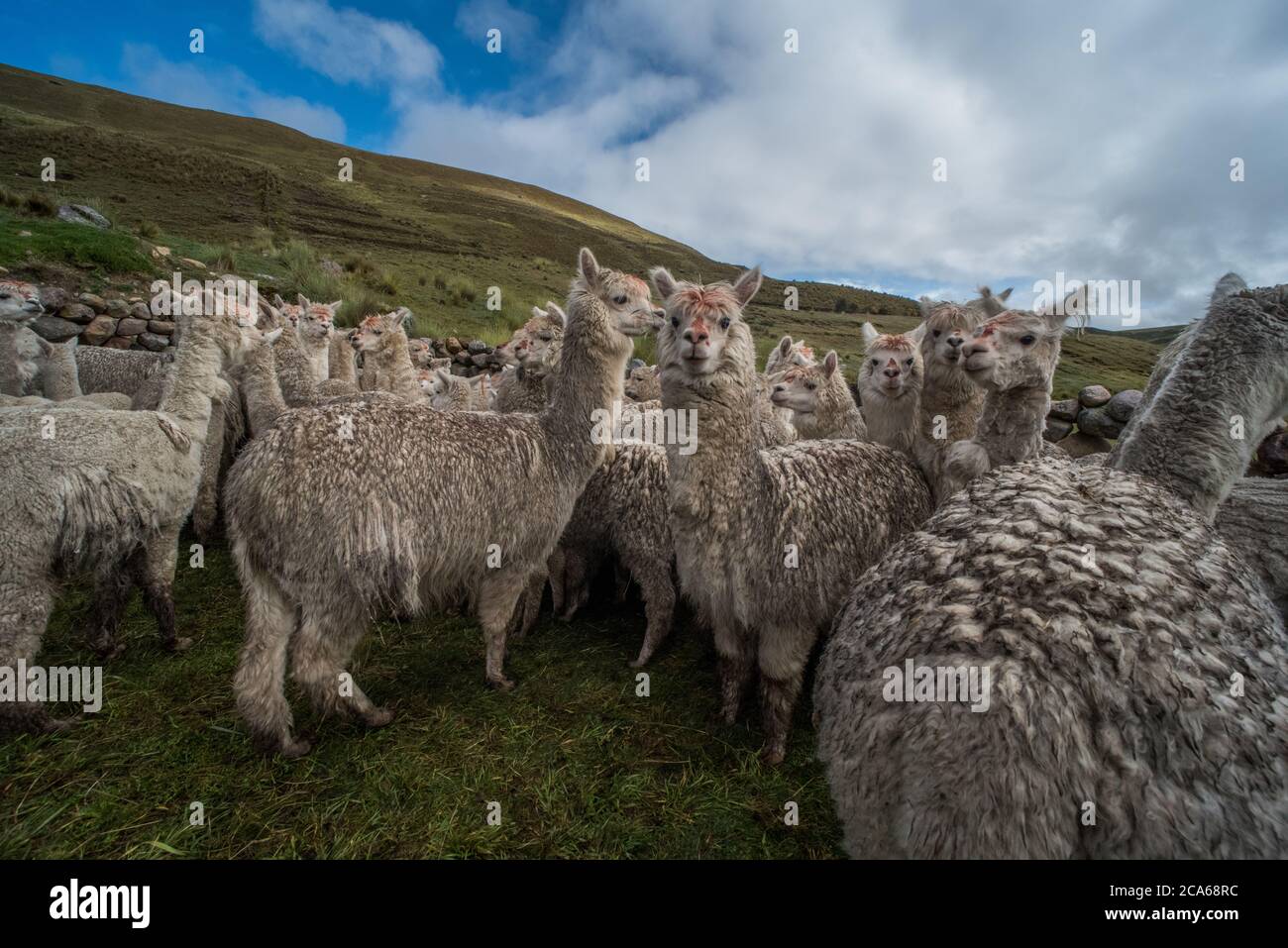 Alpacas peru hi-res stock photography and images - Alamy