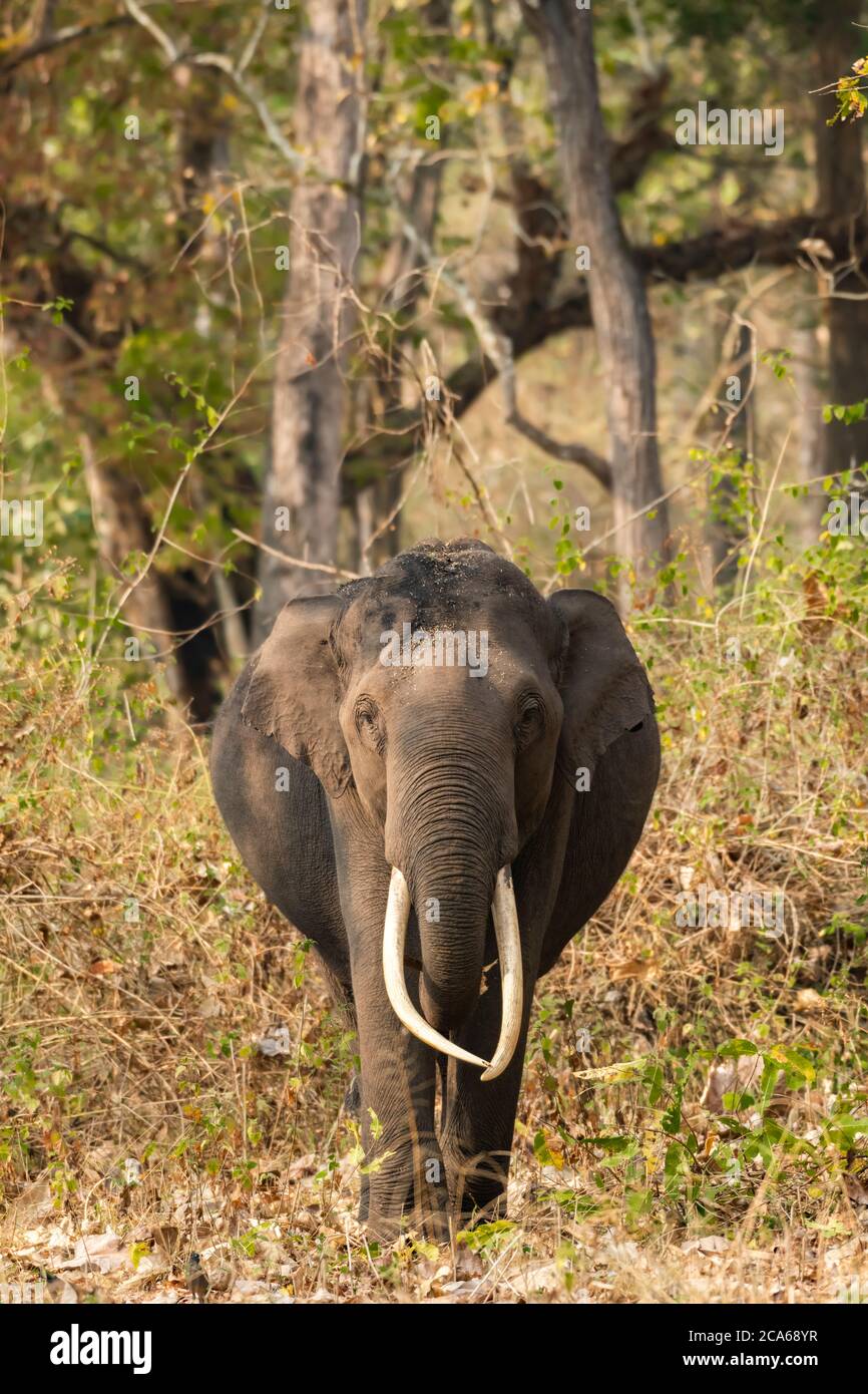 Elephants in the wild hi-res stock photography and images - Alamy