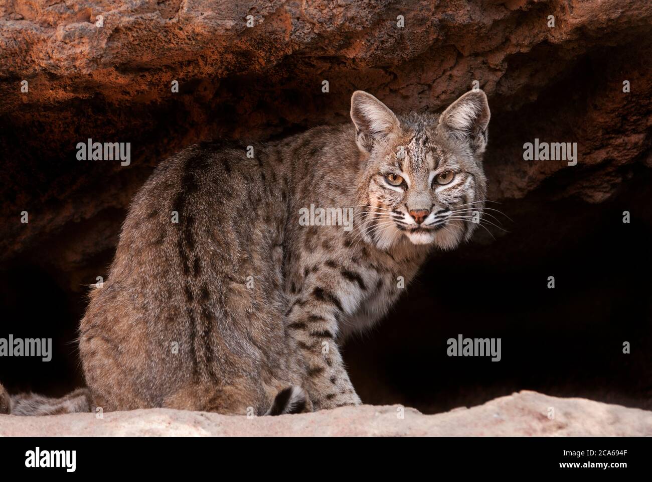 Bobcat north america hi-res stock photography and images - Alamy