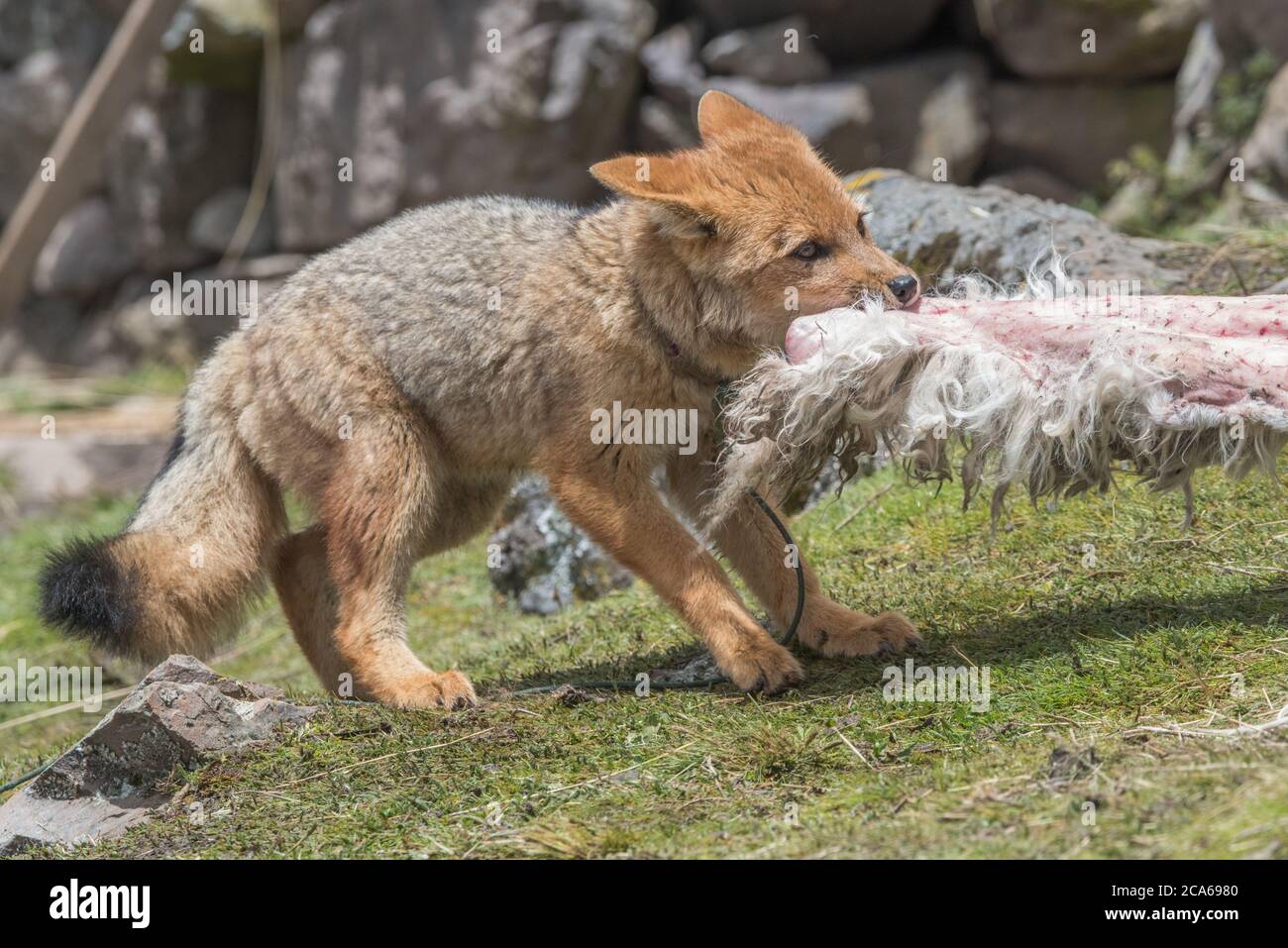 A young andean fox (Lycalopex culpaeus) which was caught by hunters and ...