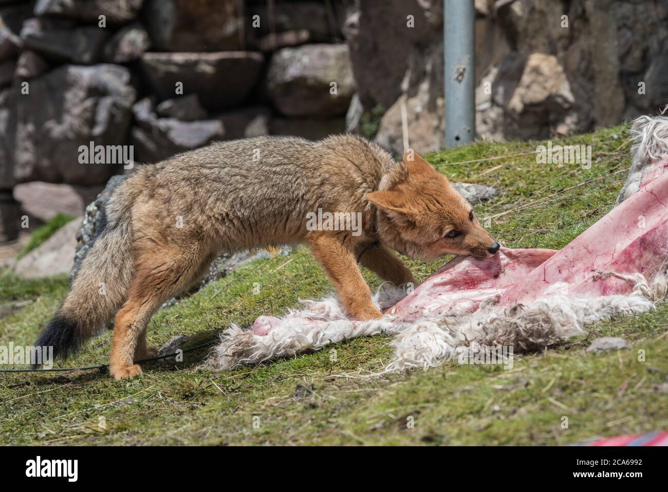 Andean fox hi-res stock photography and images - Alamy