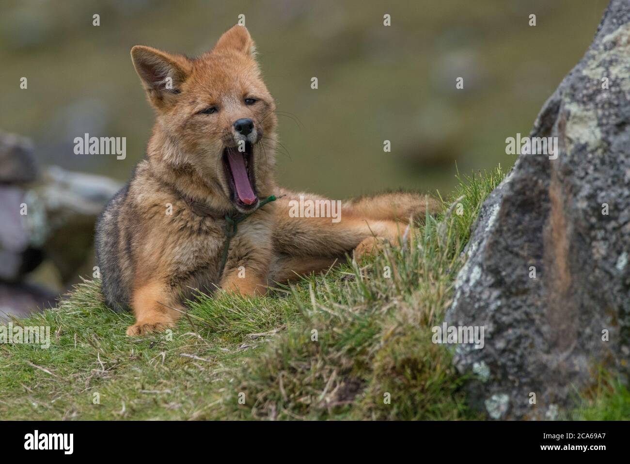 Andean fox hi-res stock photography and images - Alamy