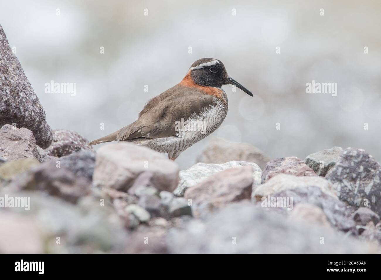 The diademed sandpiper plover (Phegornis mitchellii), an elusive little ...