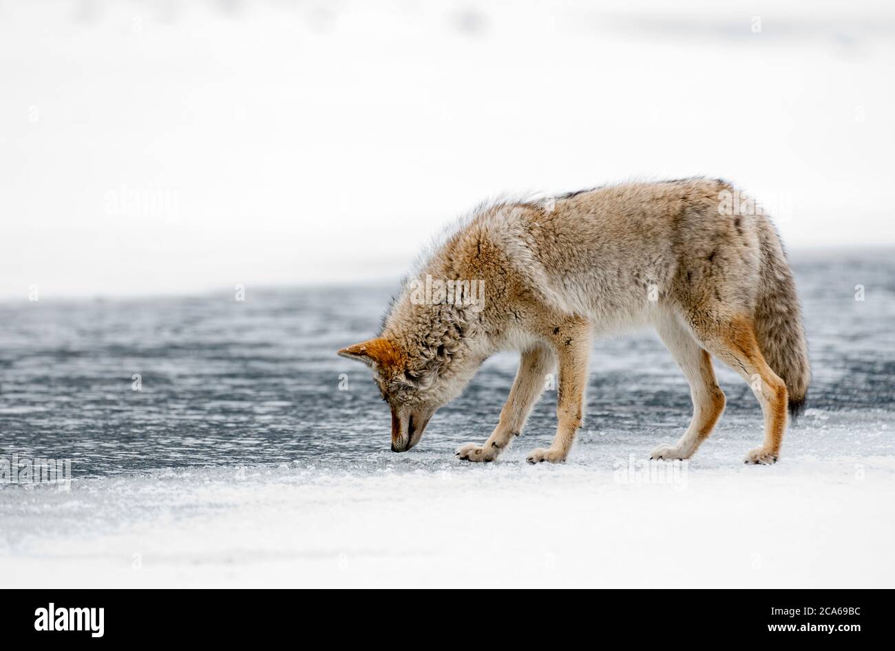 North America; United States; Wyoming; Yellowstone National Park ...