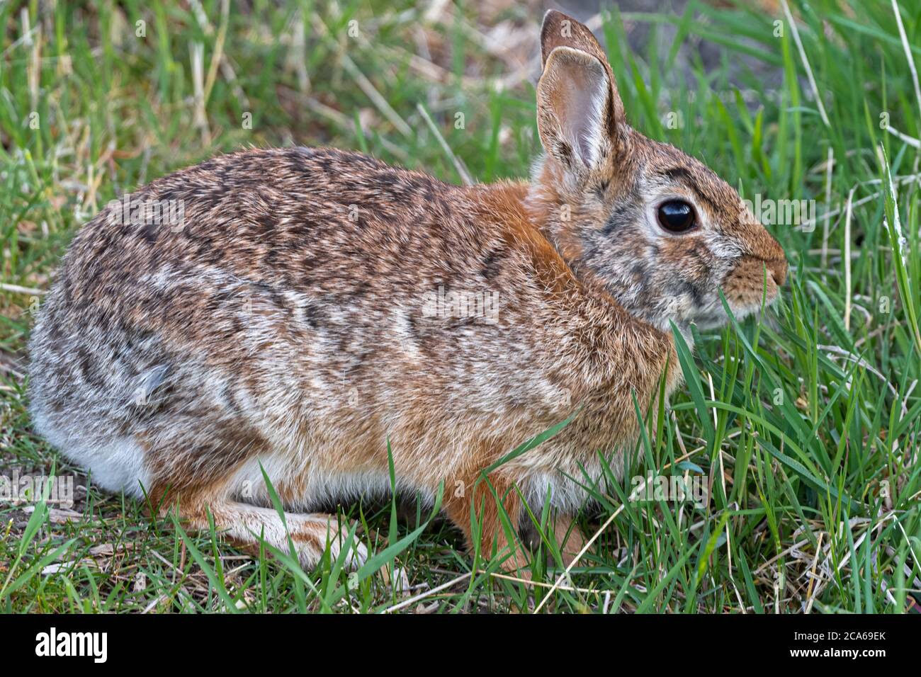 Eastern Cottontail Rabbit (Sylvilagus floridanus Stock Photo - Alamy