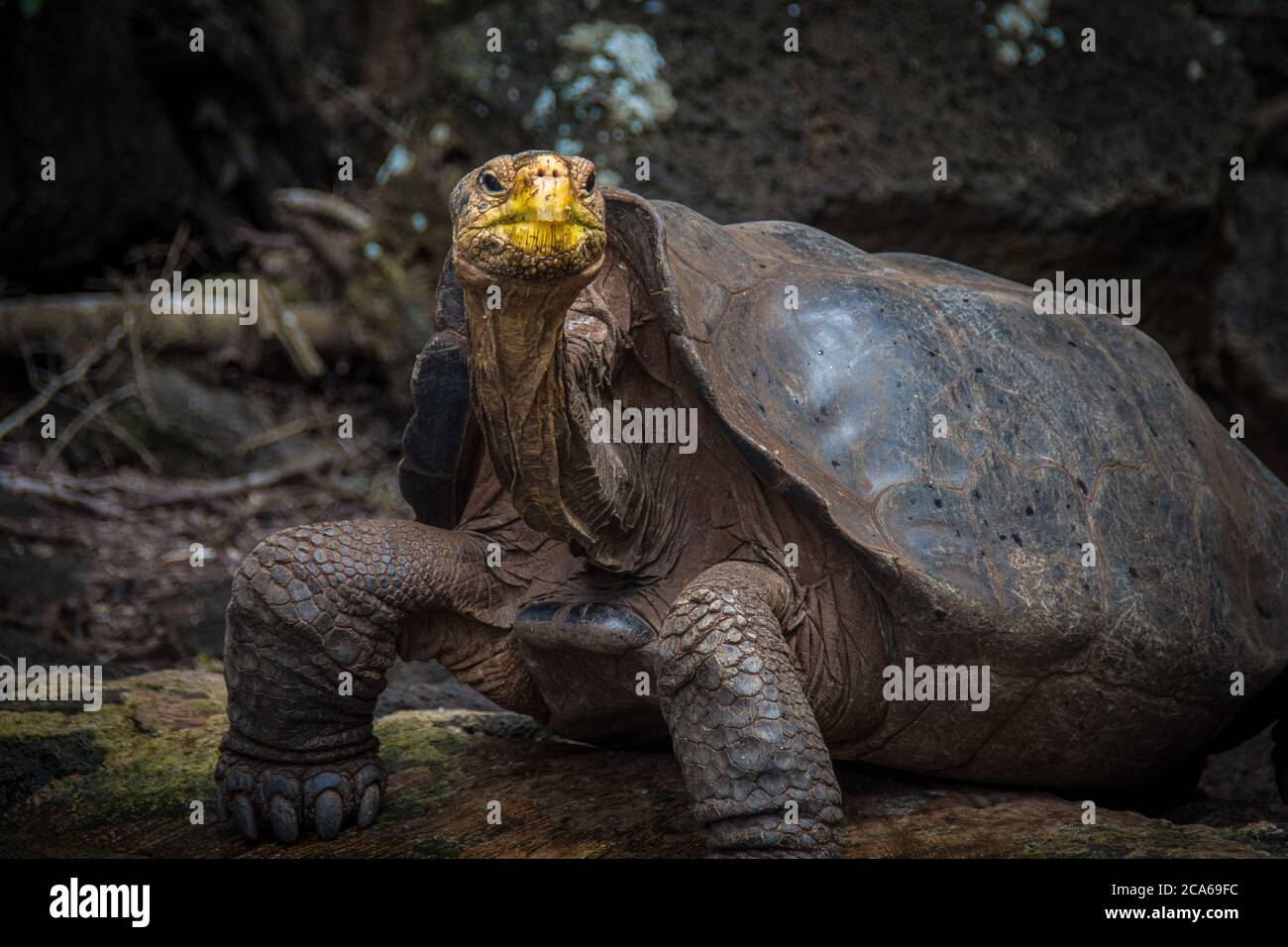 Great Galapagos tortoise Stock Photo - Alamy