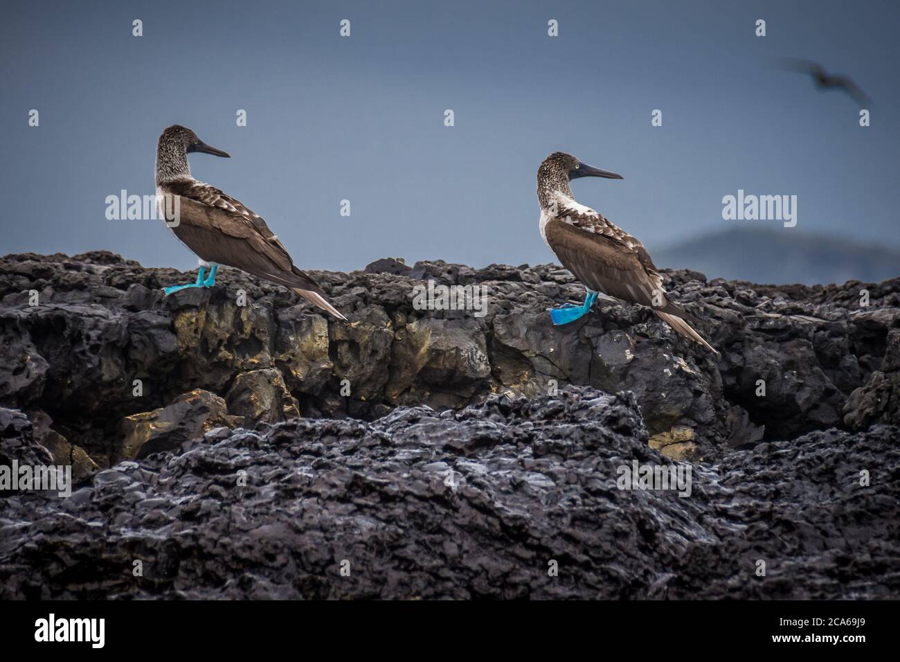 Blue Footed Bobby High Resolution Stock Photography and Images - Alamy
