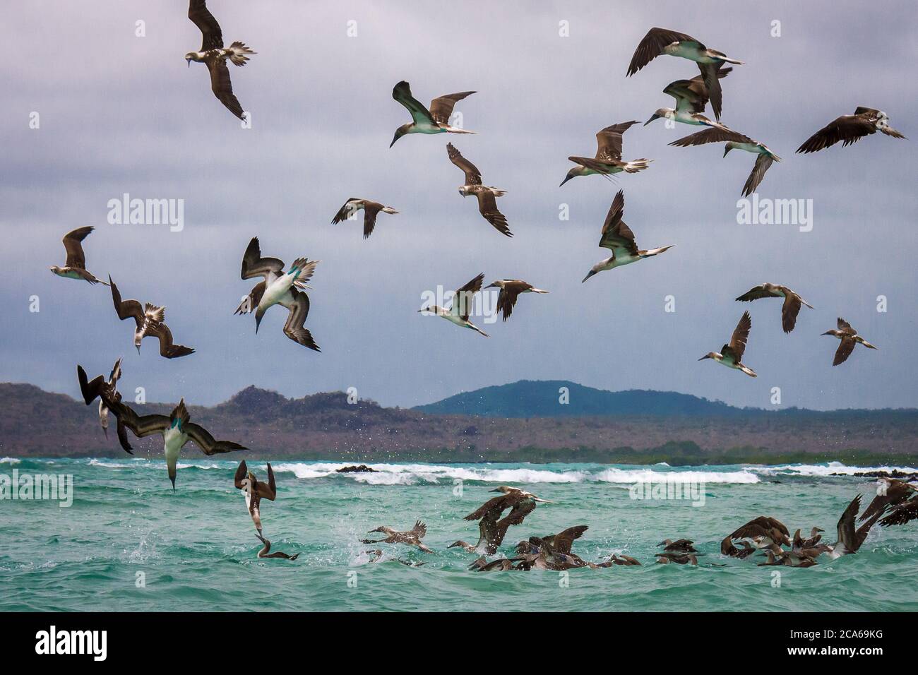 Blue Footed Bobby High Resolution Stock Photography and Images - Alamy