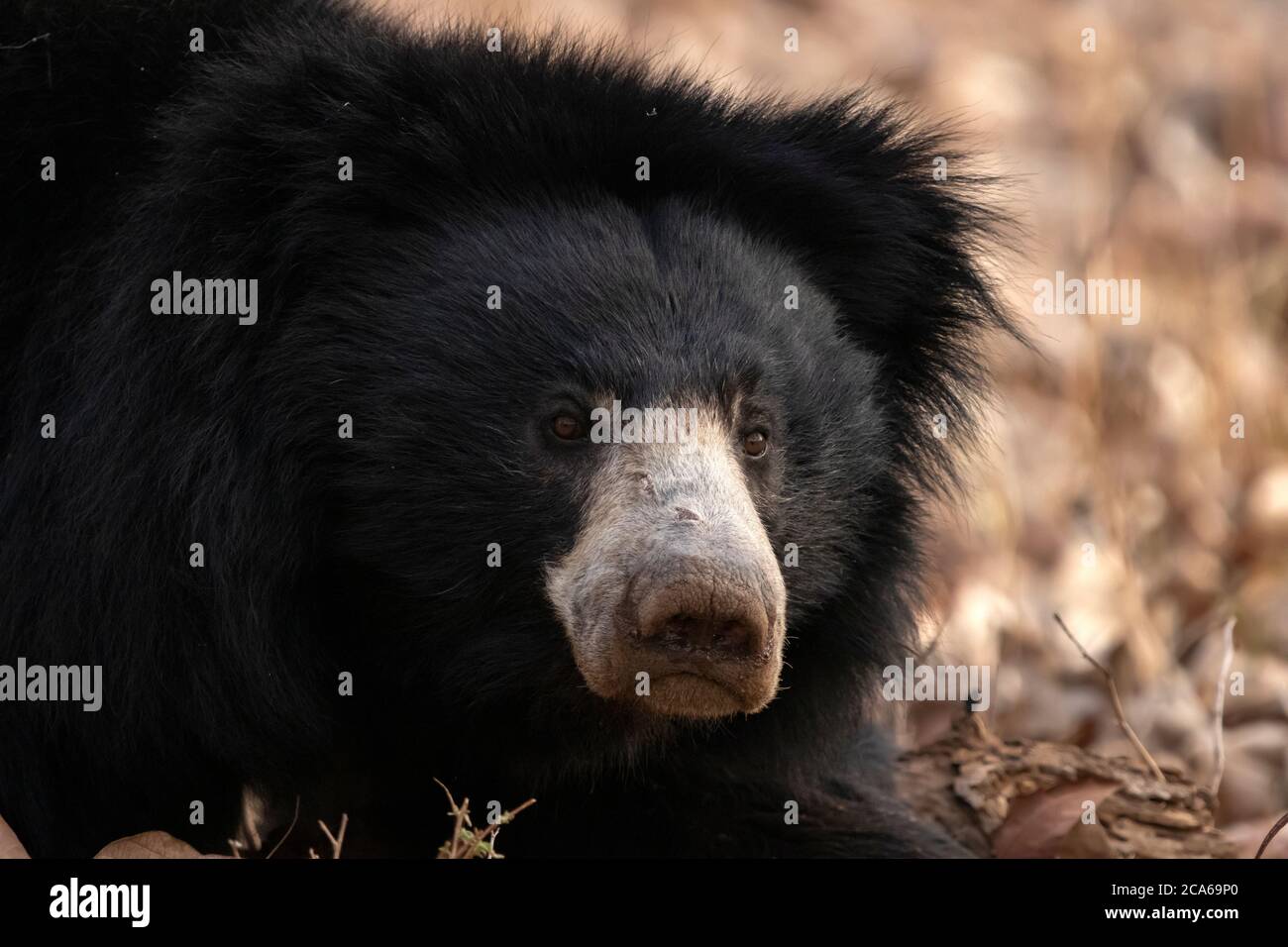 Conservation photographer endangered hi-res stock photography and ...