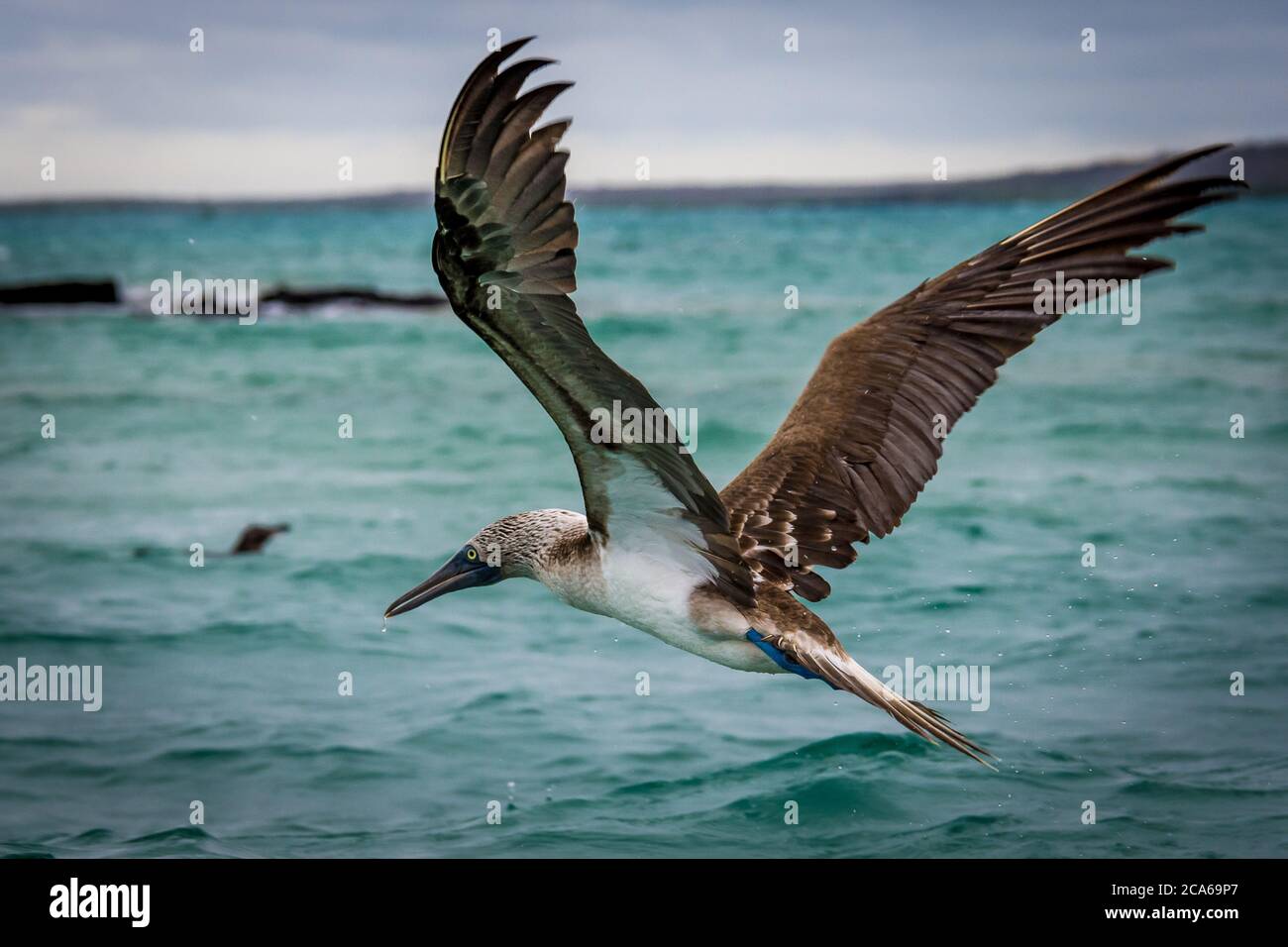 Blue footed Bobby in flight Stock Photo - Alamy