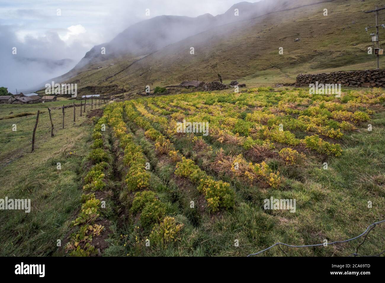 A field of oca in the high Andes of Peru. These tubers have been a ...