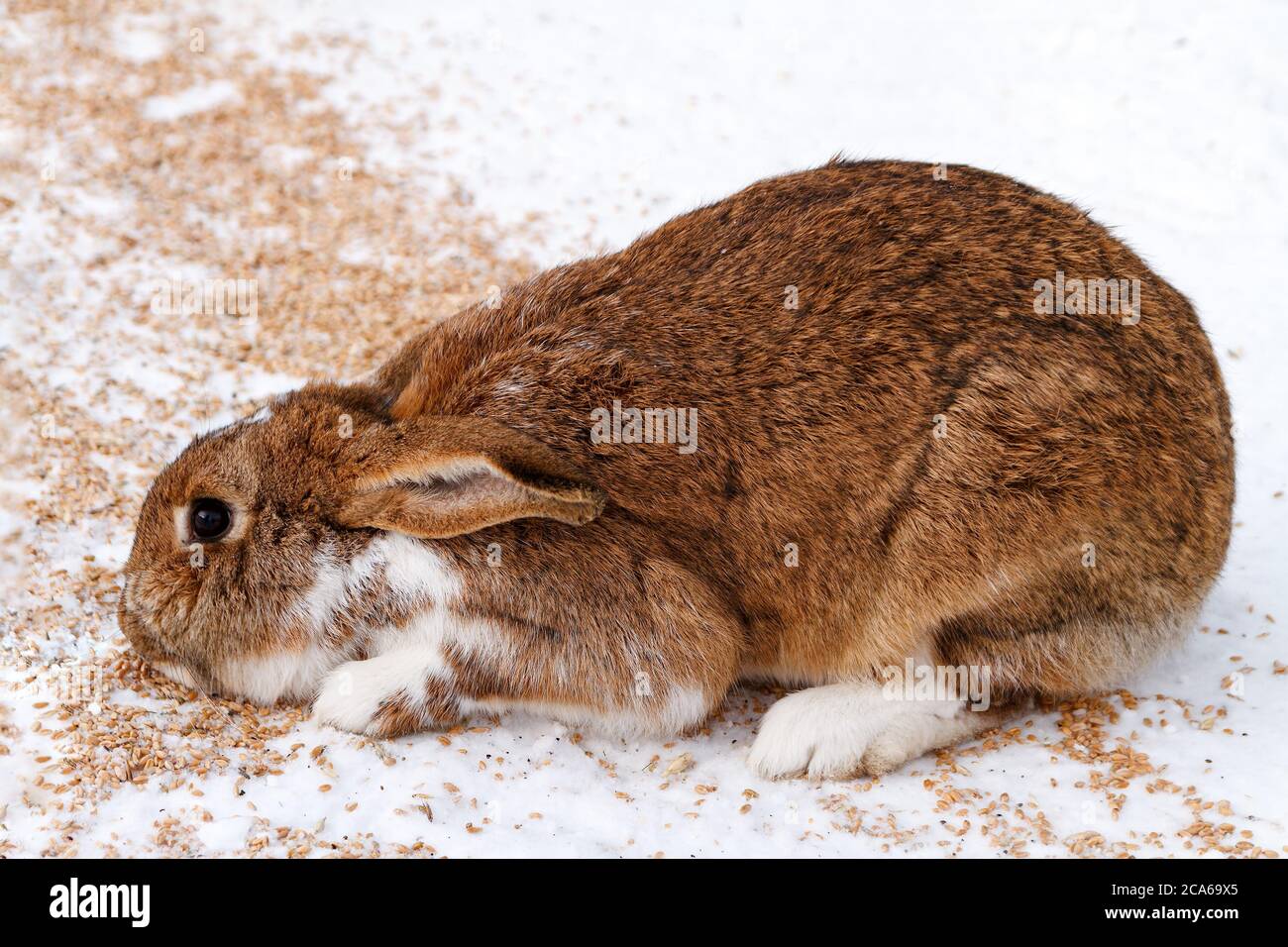 Brown Rabbit In Snow
