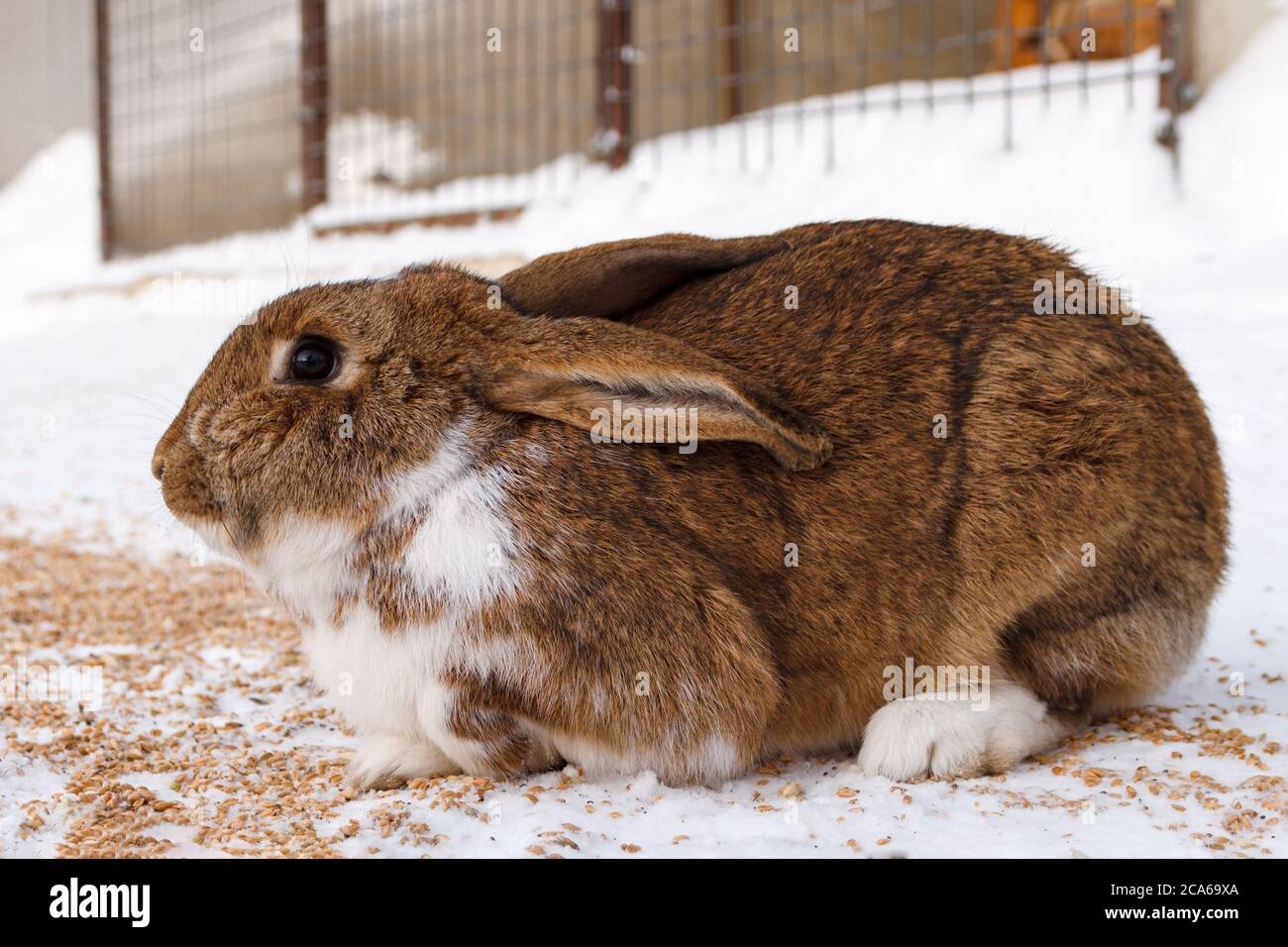 Brown Rabbit In Snow