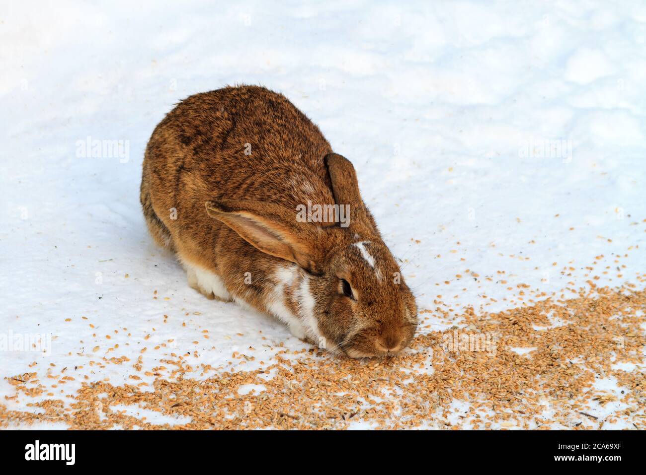 Snowy rabbit hi-res stock photography and images - Alamy