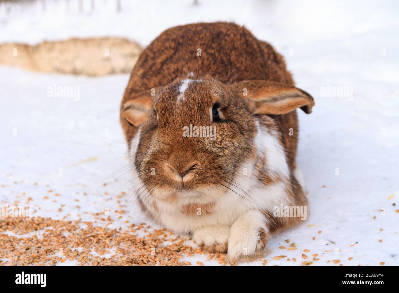 brown colors rabbit sitting in snow strewn with grains and looking at ...