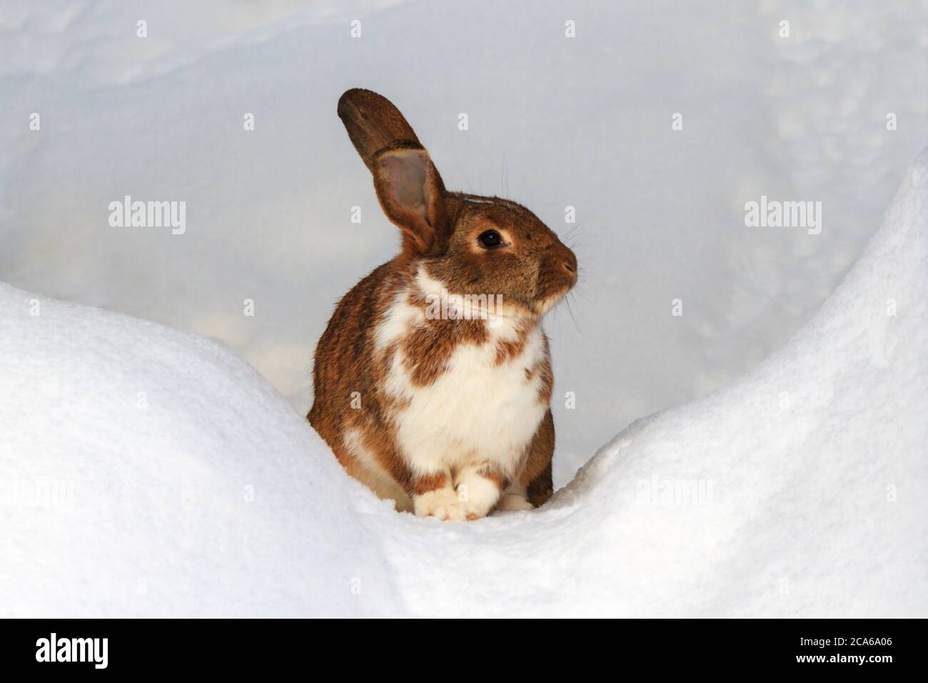 brown and white colors rabbit sitting in snow Stock Photo - Alamy