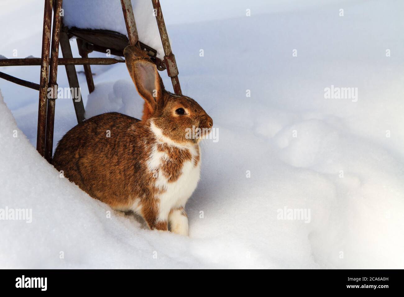 White Rabbit Snow High Resolution Stock Photography and Images - Alamy