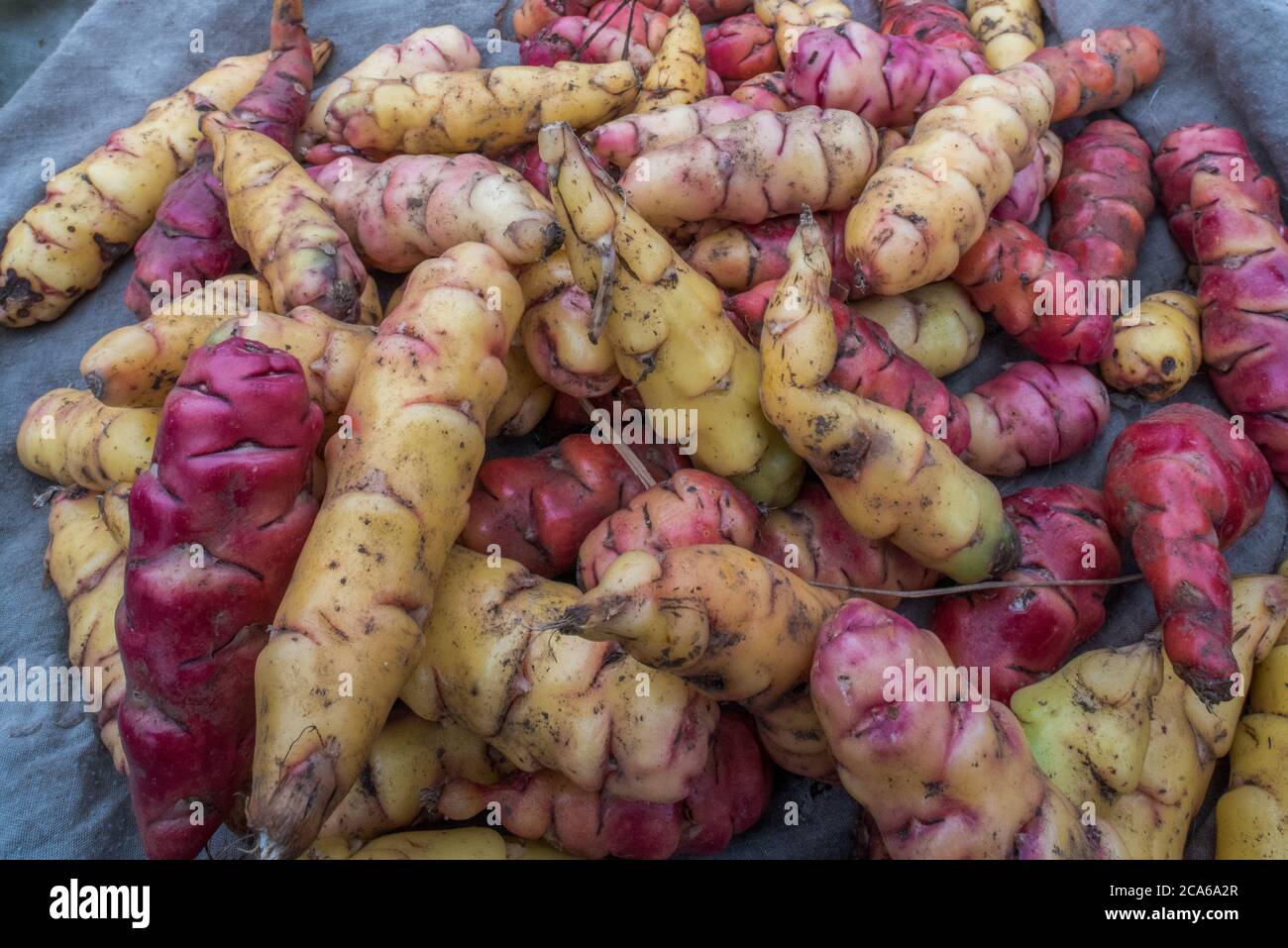 Oca oxalis tuberosa hi-res stock photography and images - Alamy
