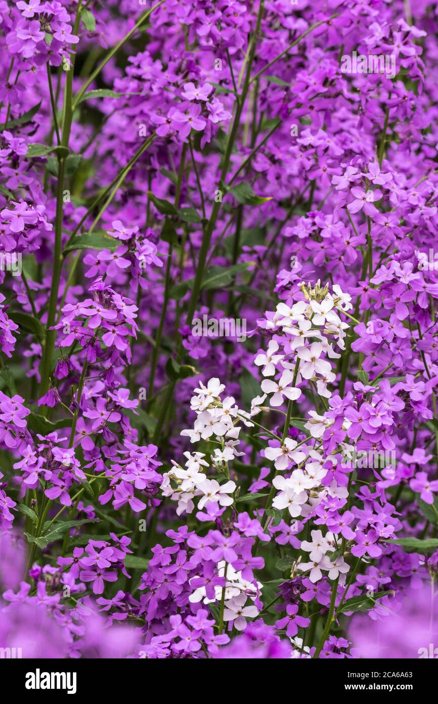 North America; United States; Montana; Flathead Valley; Spring ...