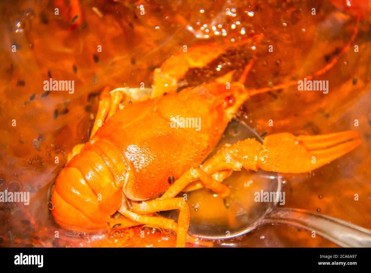 A Boiled crayfish in boiling water in a pot. Preparation of crayfish in ...