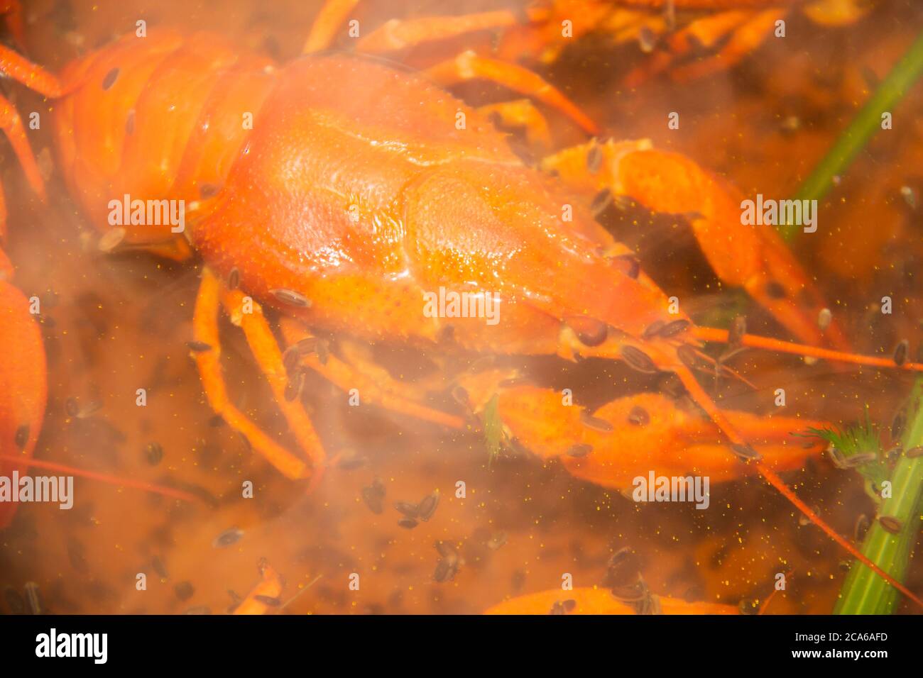 A Boiled crayfish in boiling water in a pot. Preparation of crayfish in ...