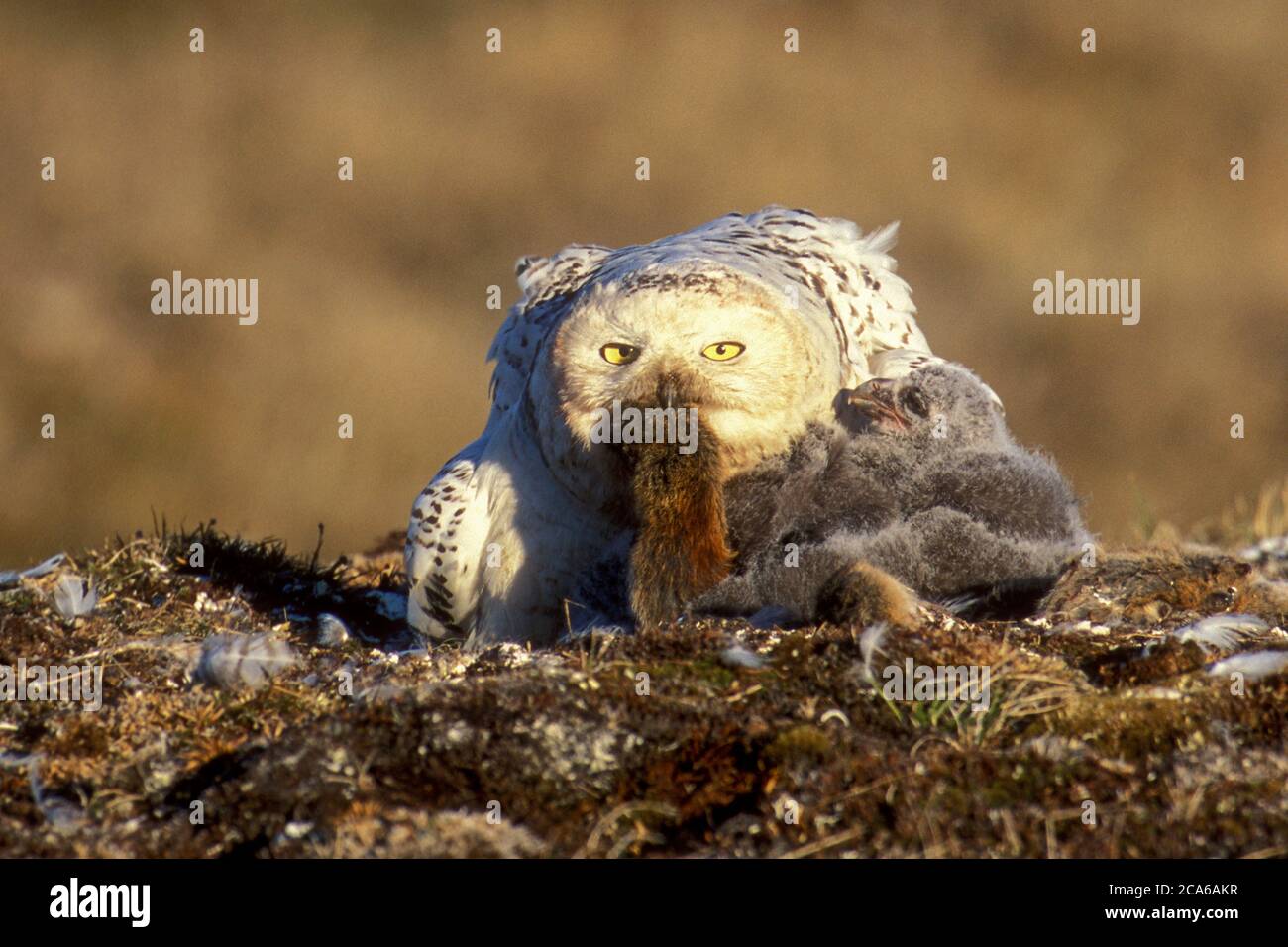 North slope hi-res stock photography and images - Alamy