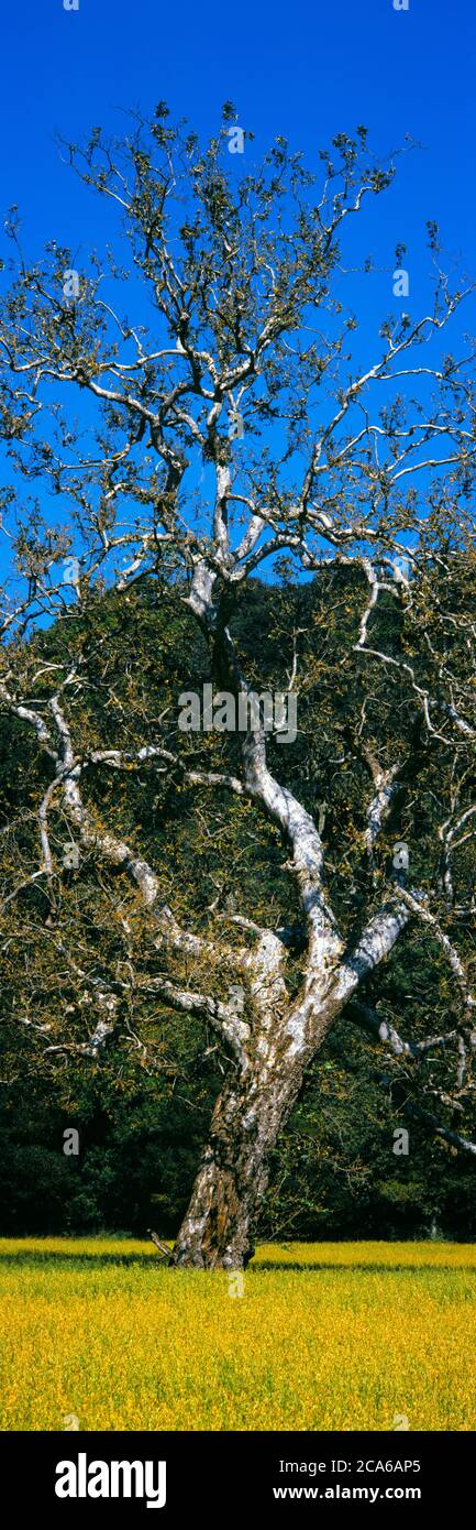 Sycamore tree, Cambria, California, USA Stock Photo - Alamy